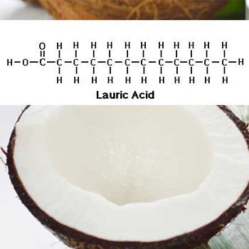 C12 (LAURIC ACID), A MAJOR COMPONENT OF COCONUT OIL, IS NOT A MEDIUM C ...